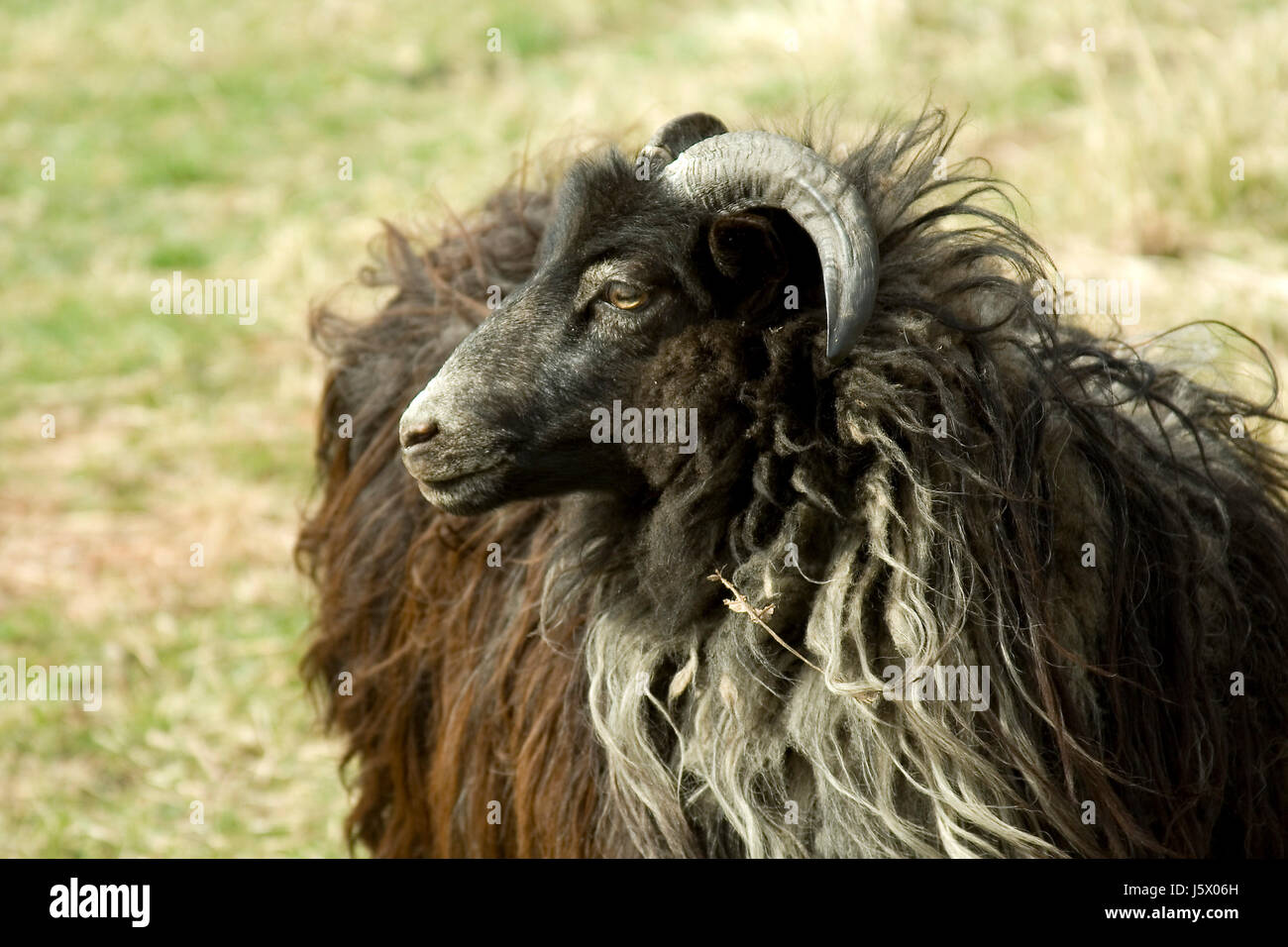 Old goat farm hi-res stock photography and images - Alamy