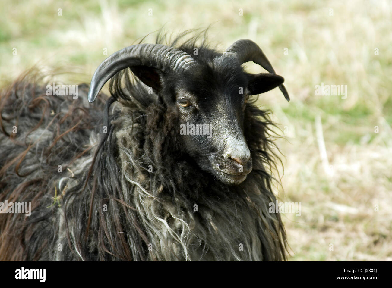Old goat farm hi-res stock photography and images - Alamy