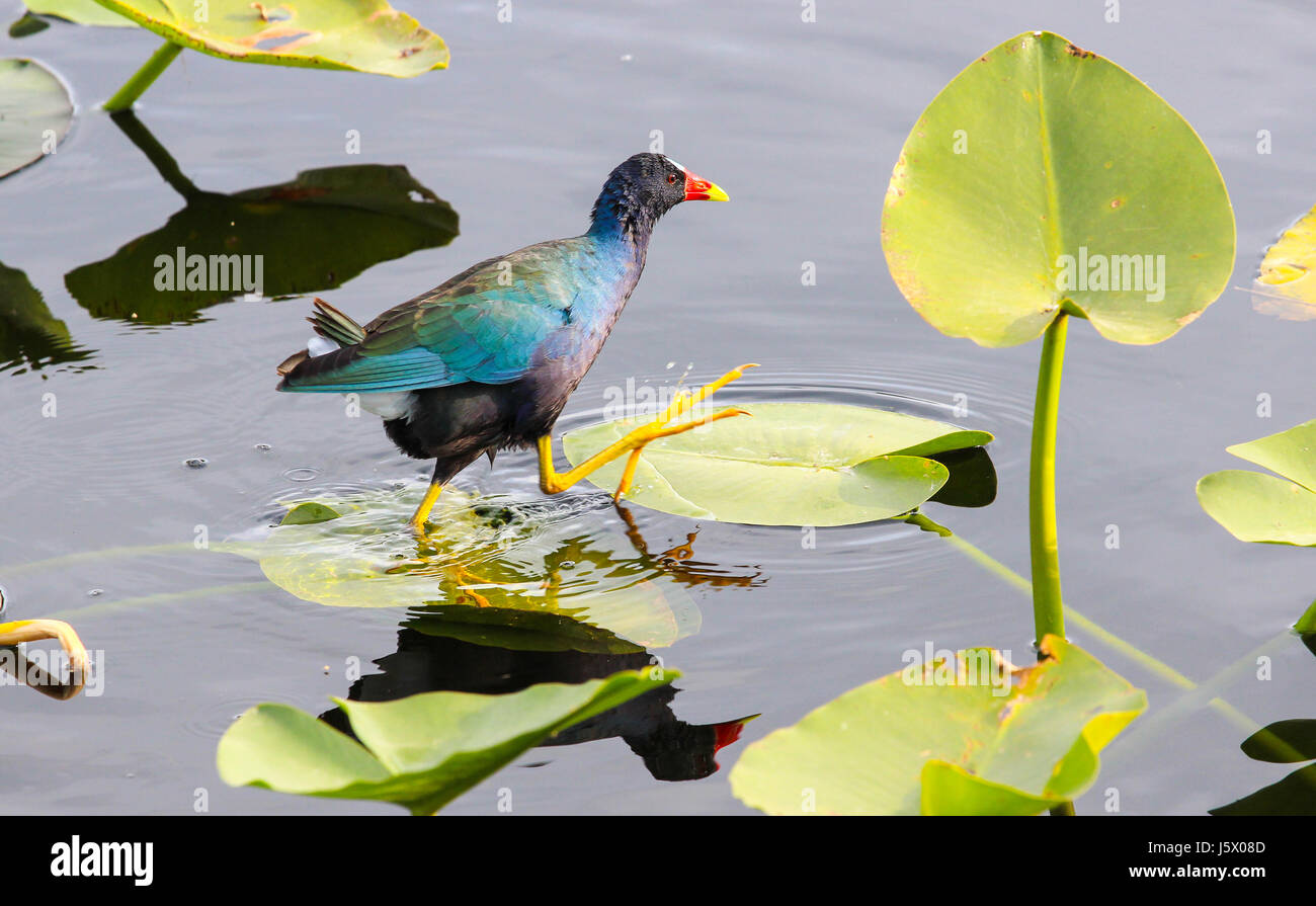 A Purple Gallinule walks with its big feet over Spatterdock plants in ...