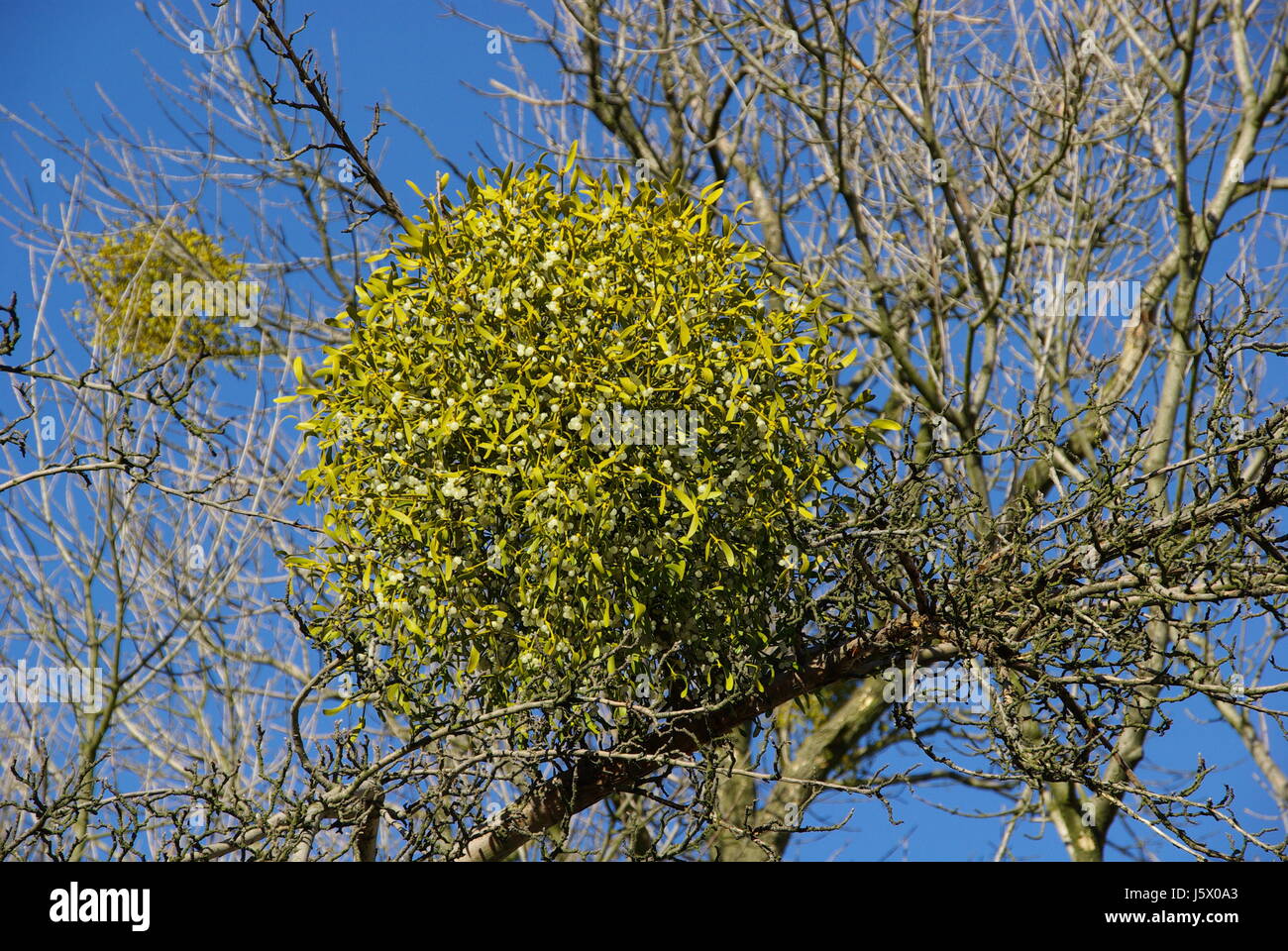 mistletoe berry parasite album plant blue tree green branch tradition ...