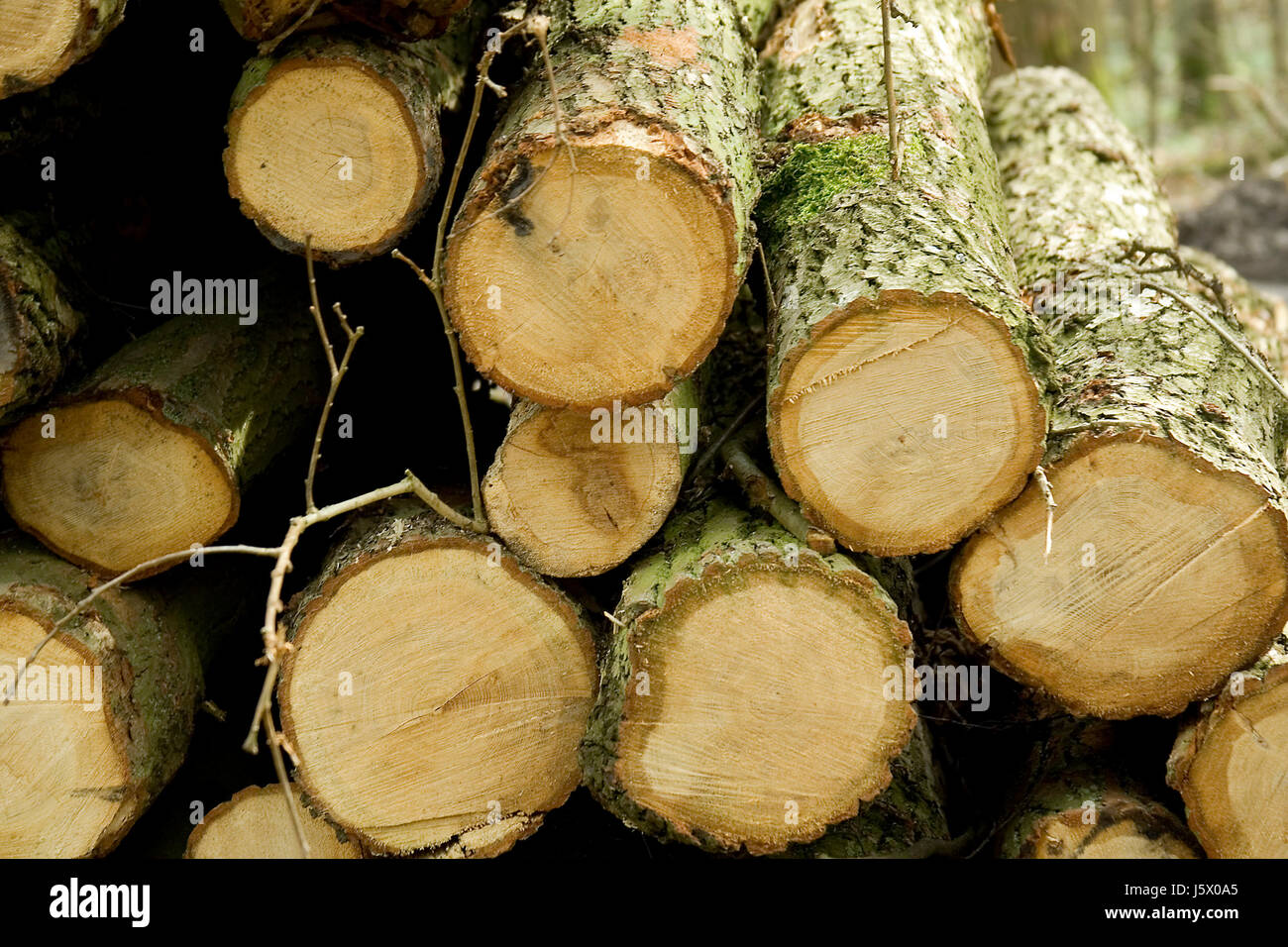 tree trees brown brownish brunette trunk forest forestry tree trees ...