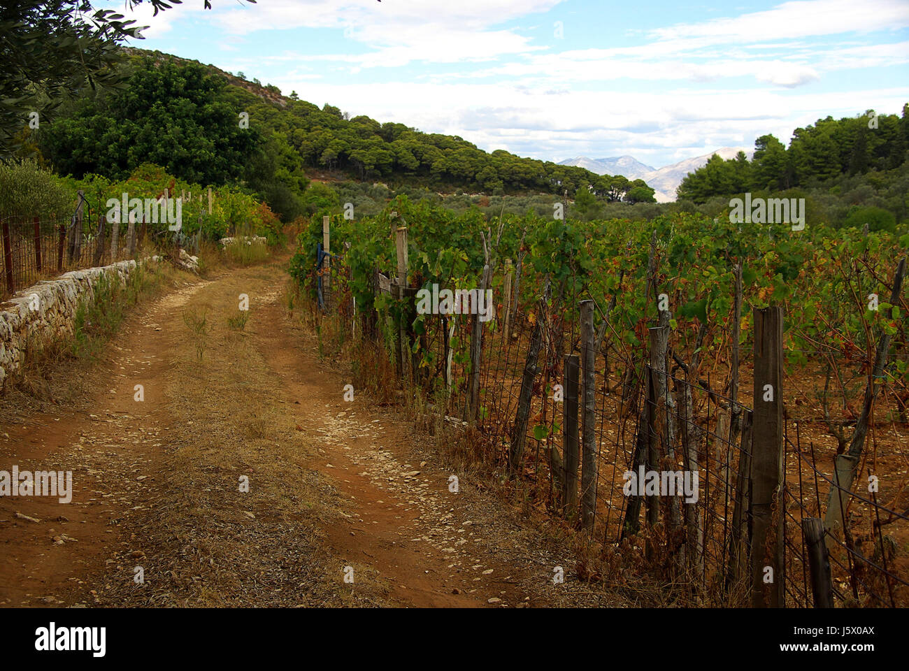 field vineyard row cultivation vine grape vine grape-vine mountain ...