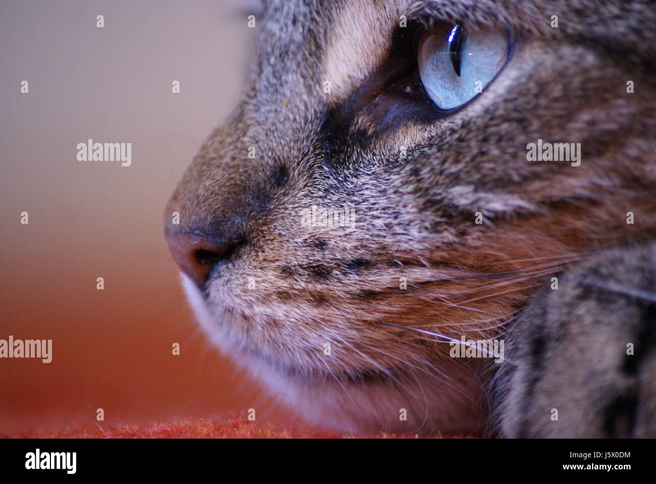 our cat darcy Stock Photo - Alamy