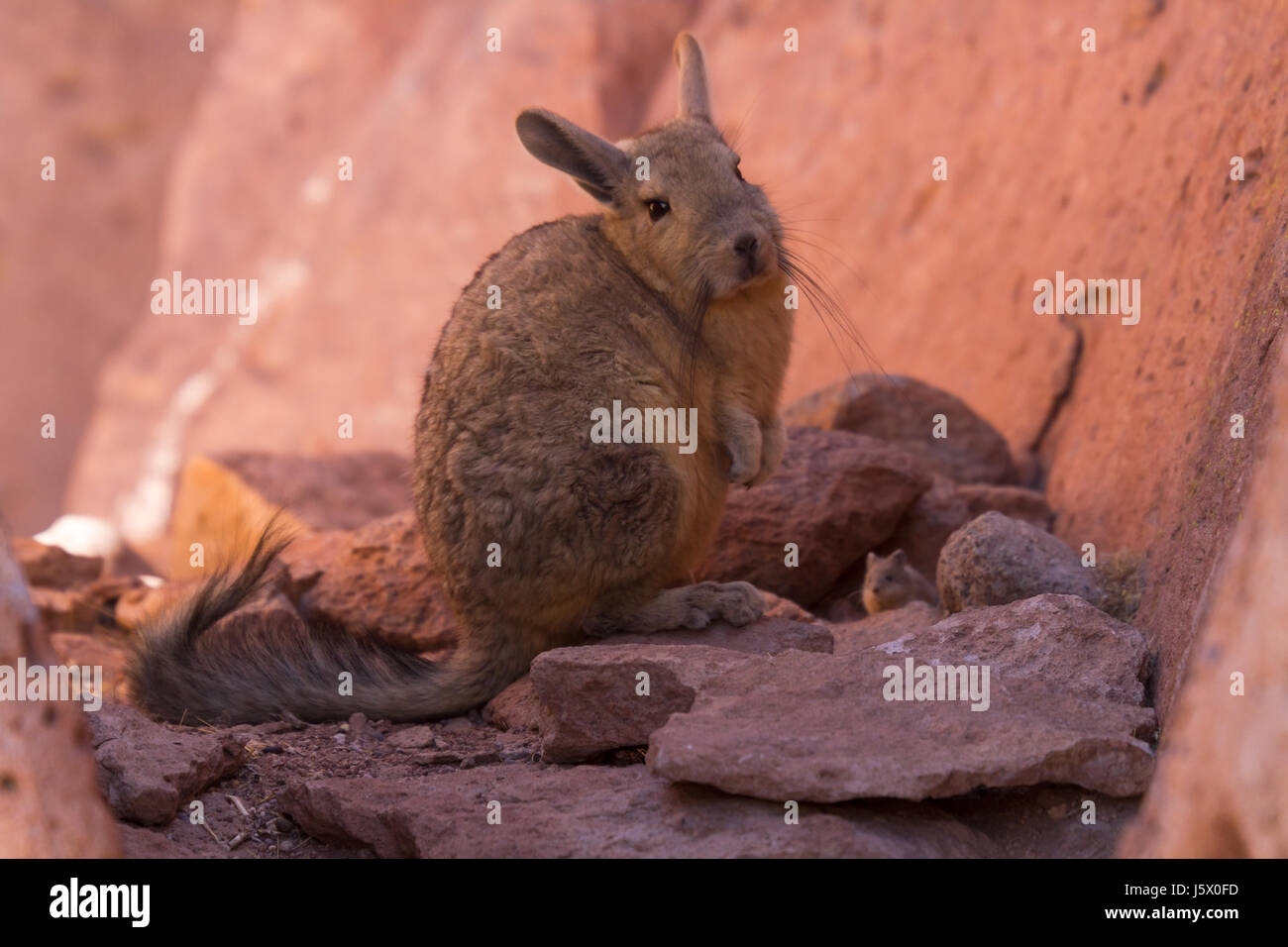 Andean rodent hi-res stock photography and images - Alamy