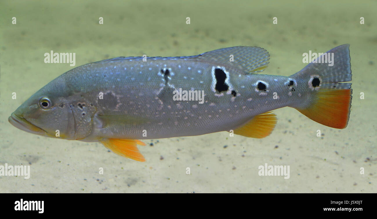 Cichla hi-res stock photography and images - Alamy