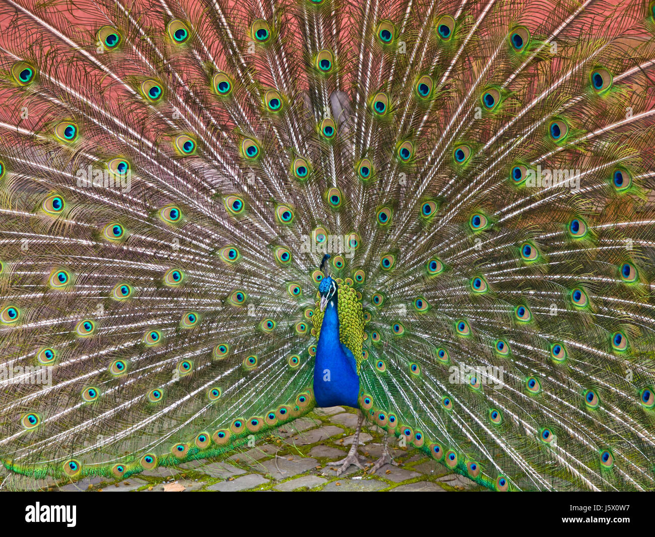blue bird birds peacock to court flirt flirting blue bird birds peacock ...