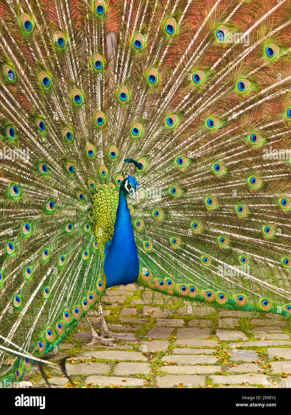 blue bird birds peacock to court flirt flirting blue bird birds peacock ...
