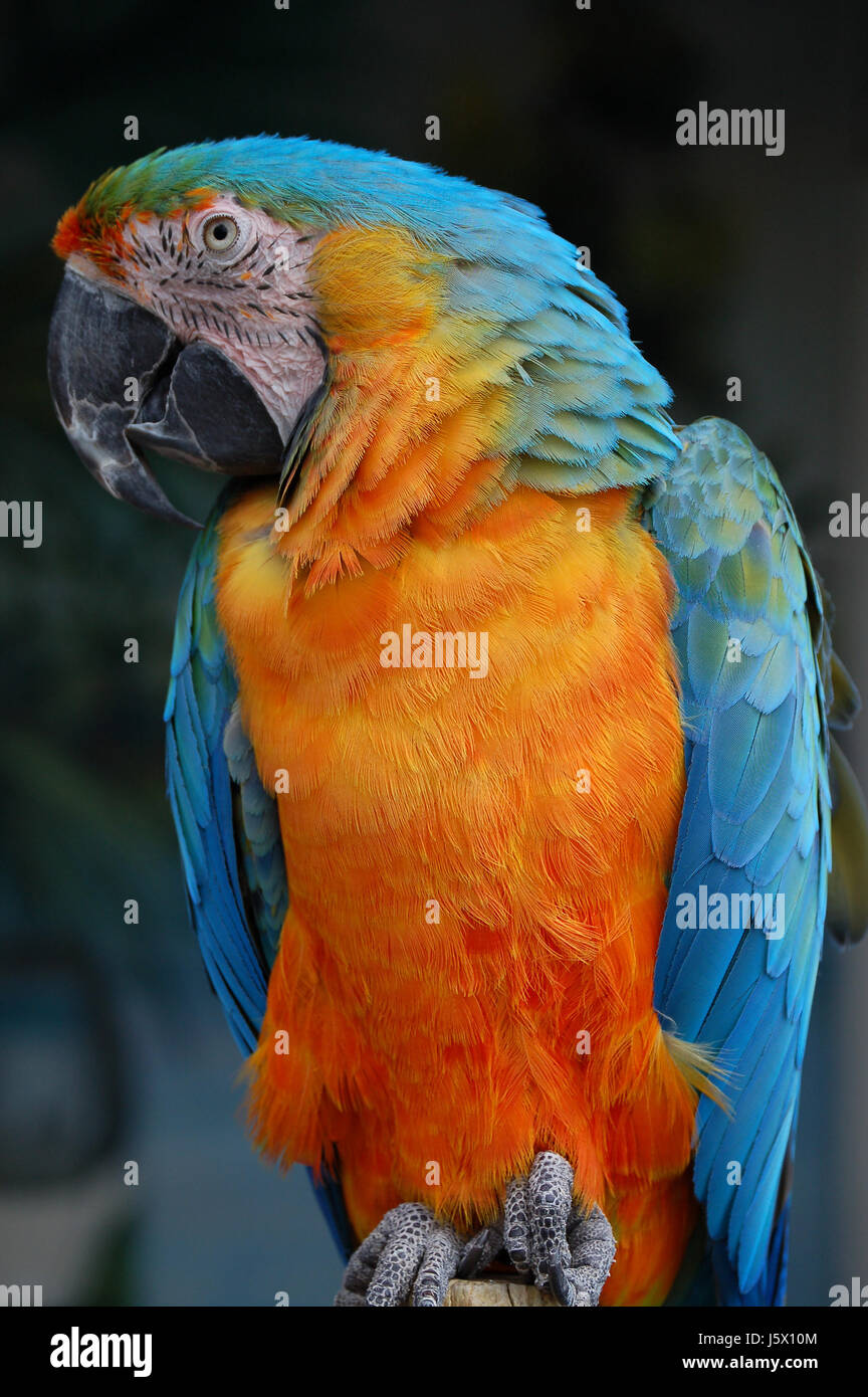 bird birds blaze of colours parrot bird birds beak blaze of colours ...