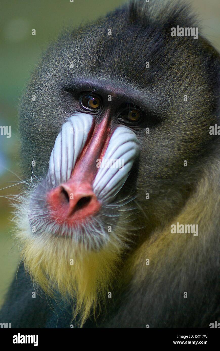 Mandrill mandril hi-res stock photography and images - Alamy