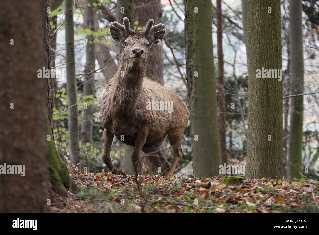 wild to watch out observed forest hart stag tree trees green brown ...