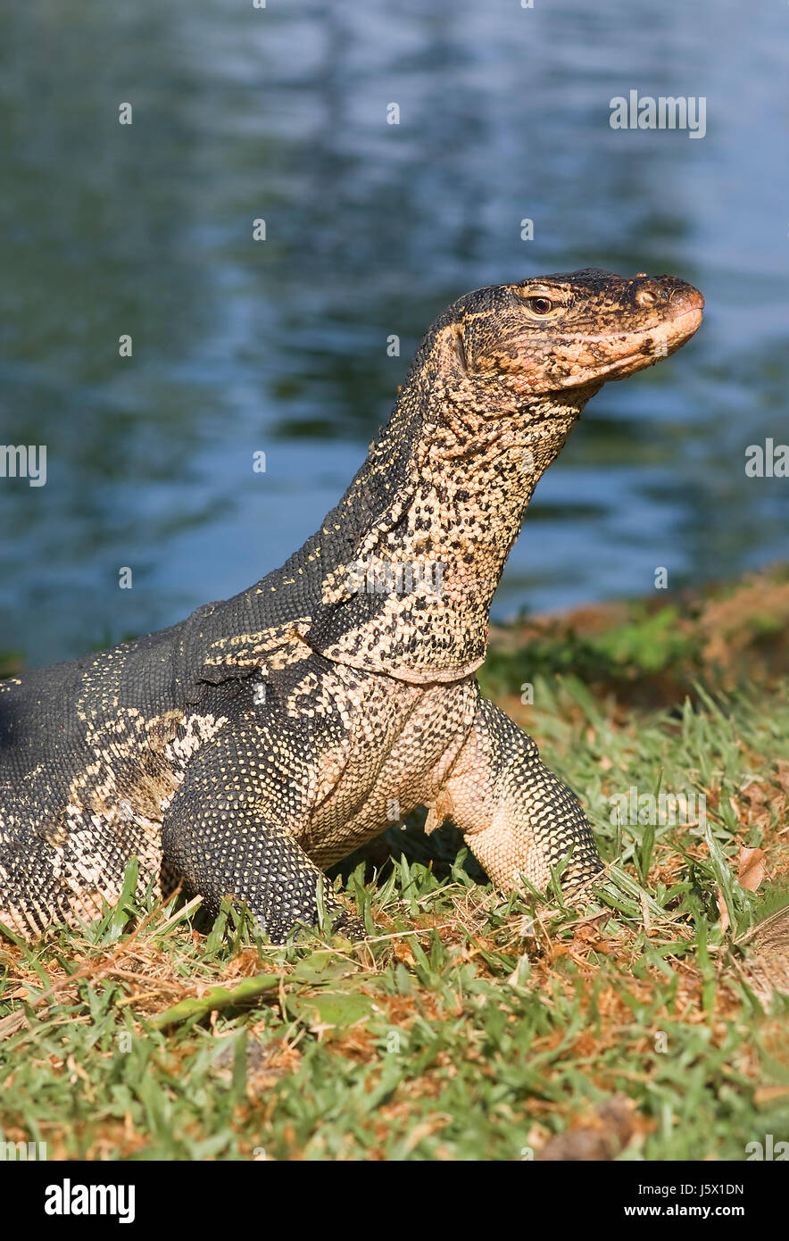 asia animals amphibians reptiles asia animals saurian asiatic thailand ...