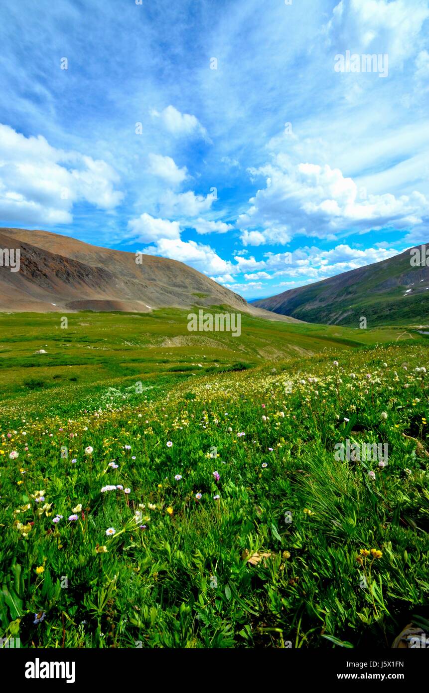 Alpine field of wildflowers hi-res stock photography and images - Alamy