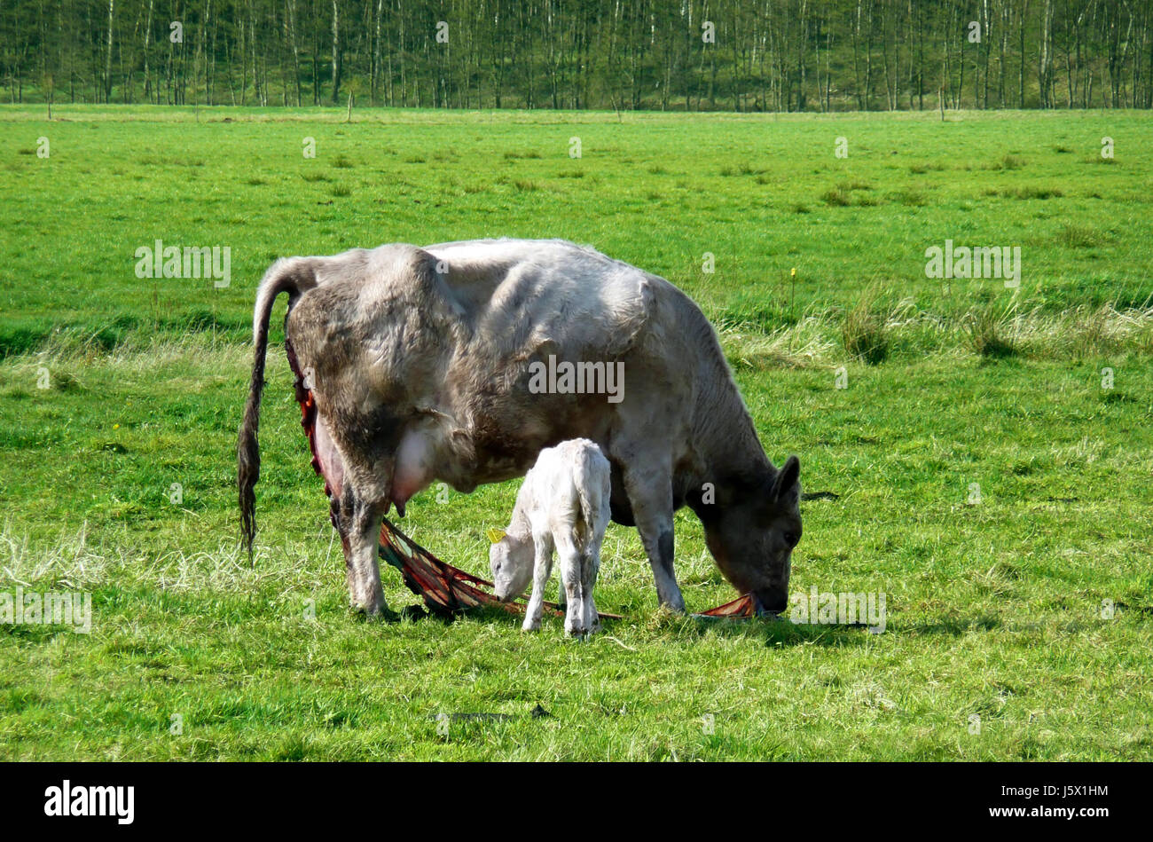 birth childbirth parturition delivery cow calf young younger birth ...