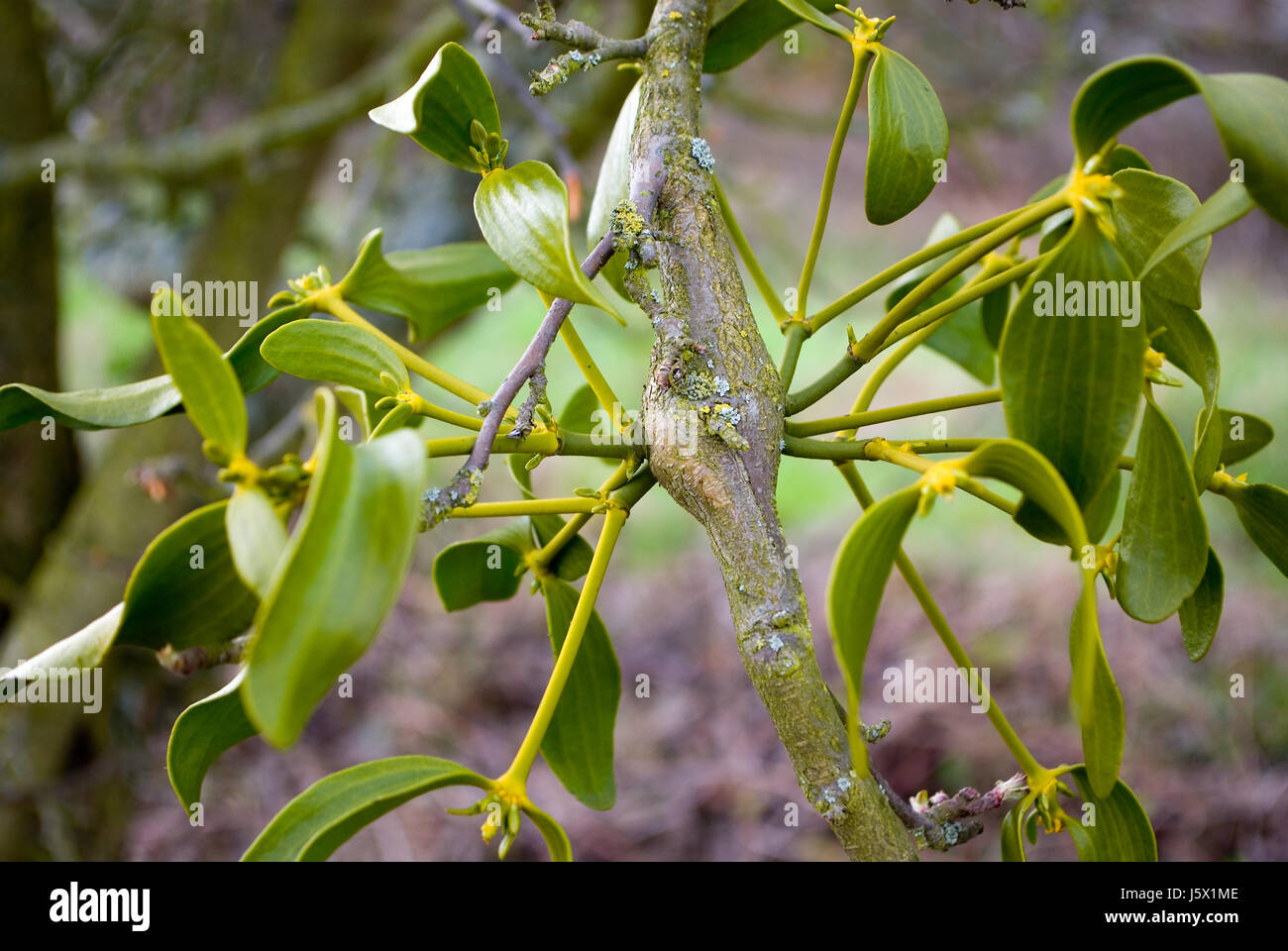 evergreen mistletoe album parasite tree evergreen mistletoe parasite ...