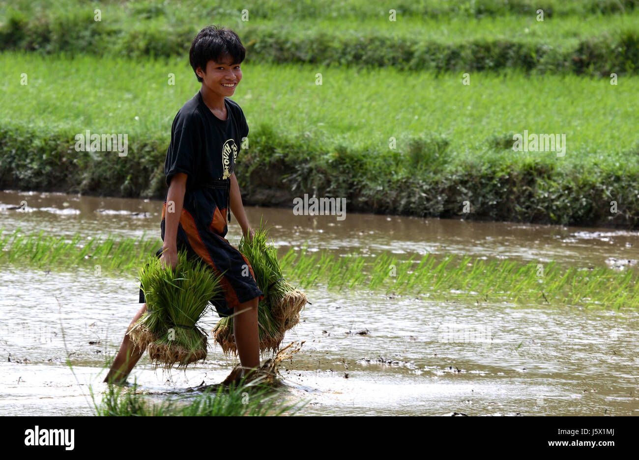 food aliment paddy field child labour agars child plant nature food ...