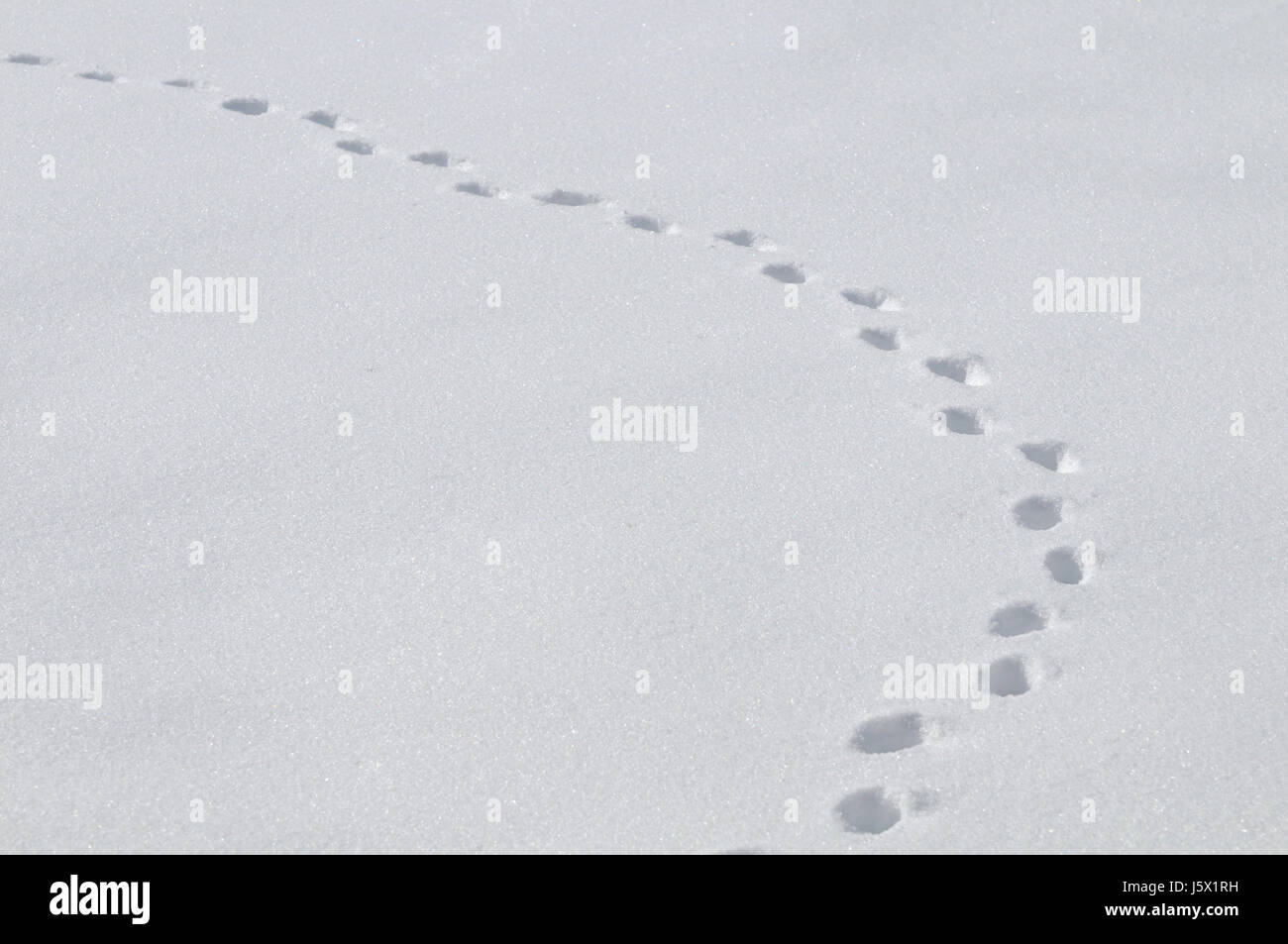winter sense track snow tracks footprints footmarks winter animal cold ...
