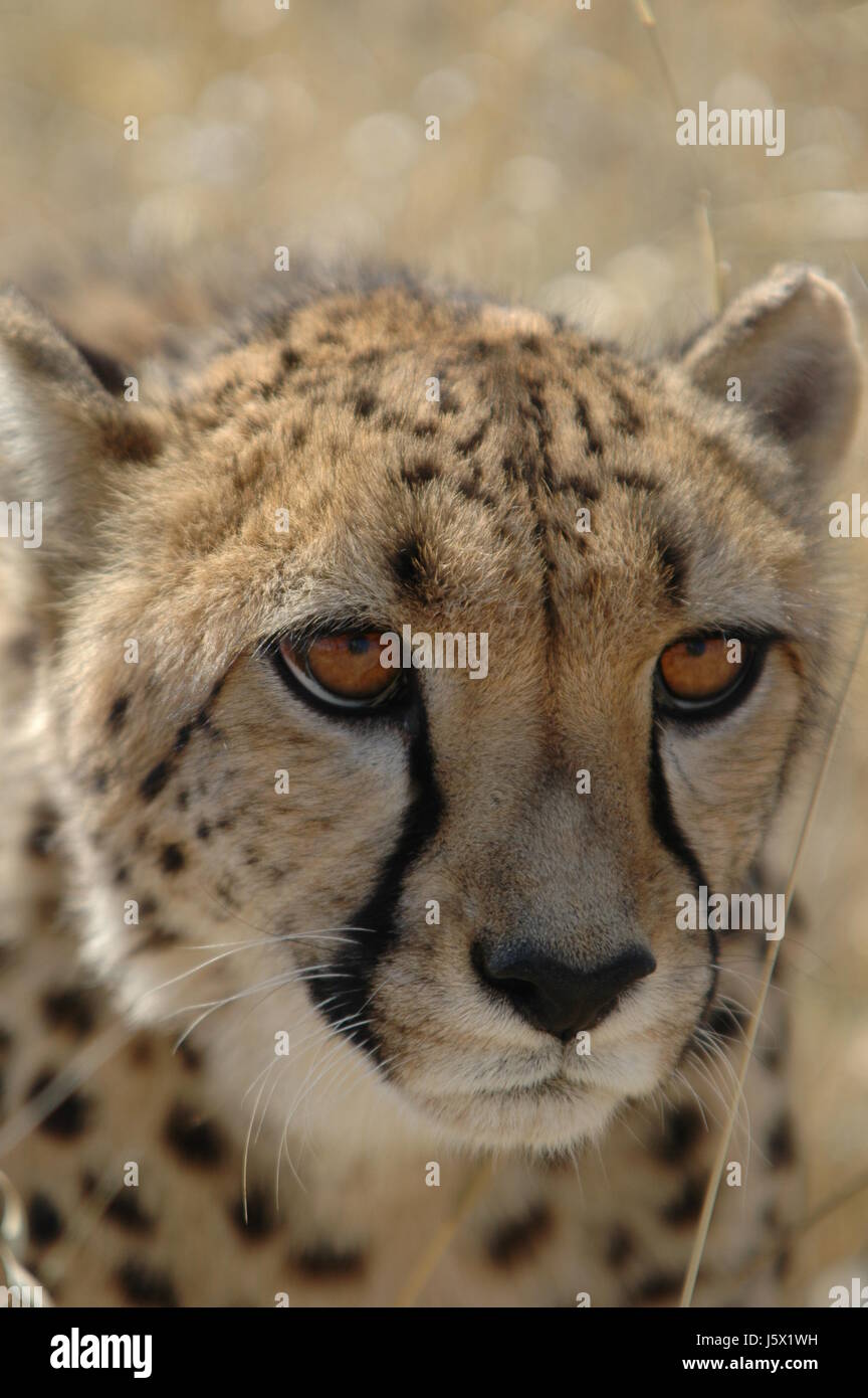 africa namibia mammals cat big cat feline predator cheetah wild africa ...