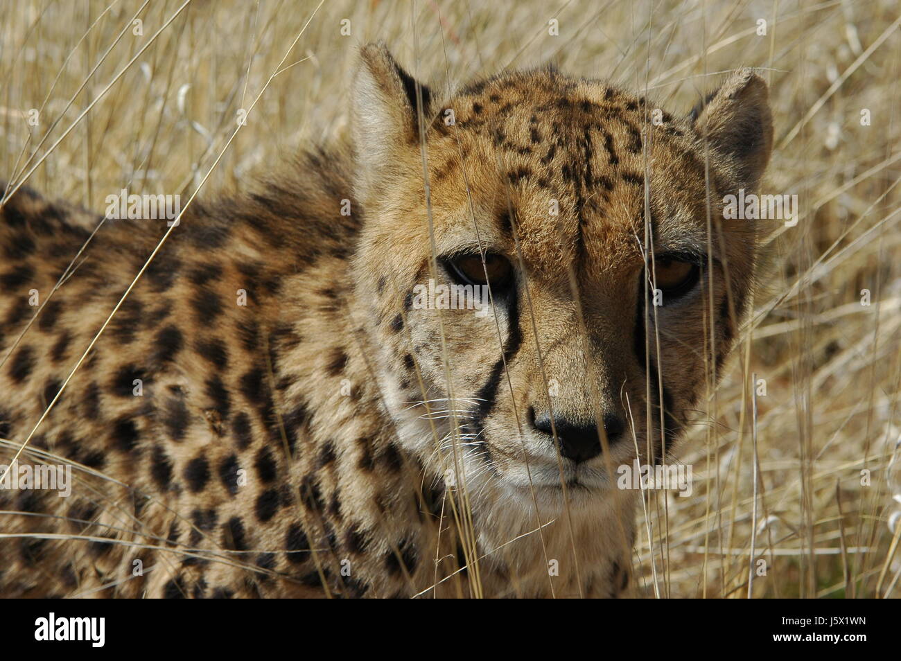 mammal africa namibia cat big cat feline predator cheetah mammal wild ...