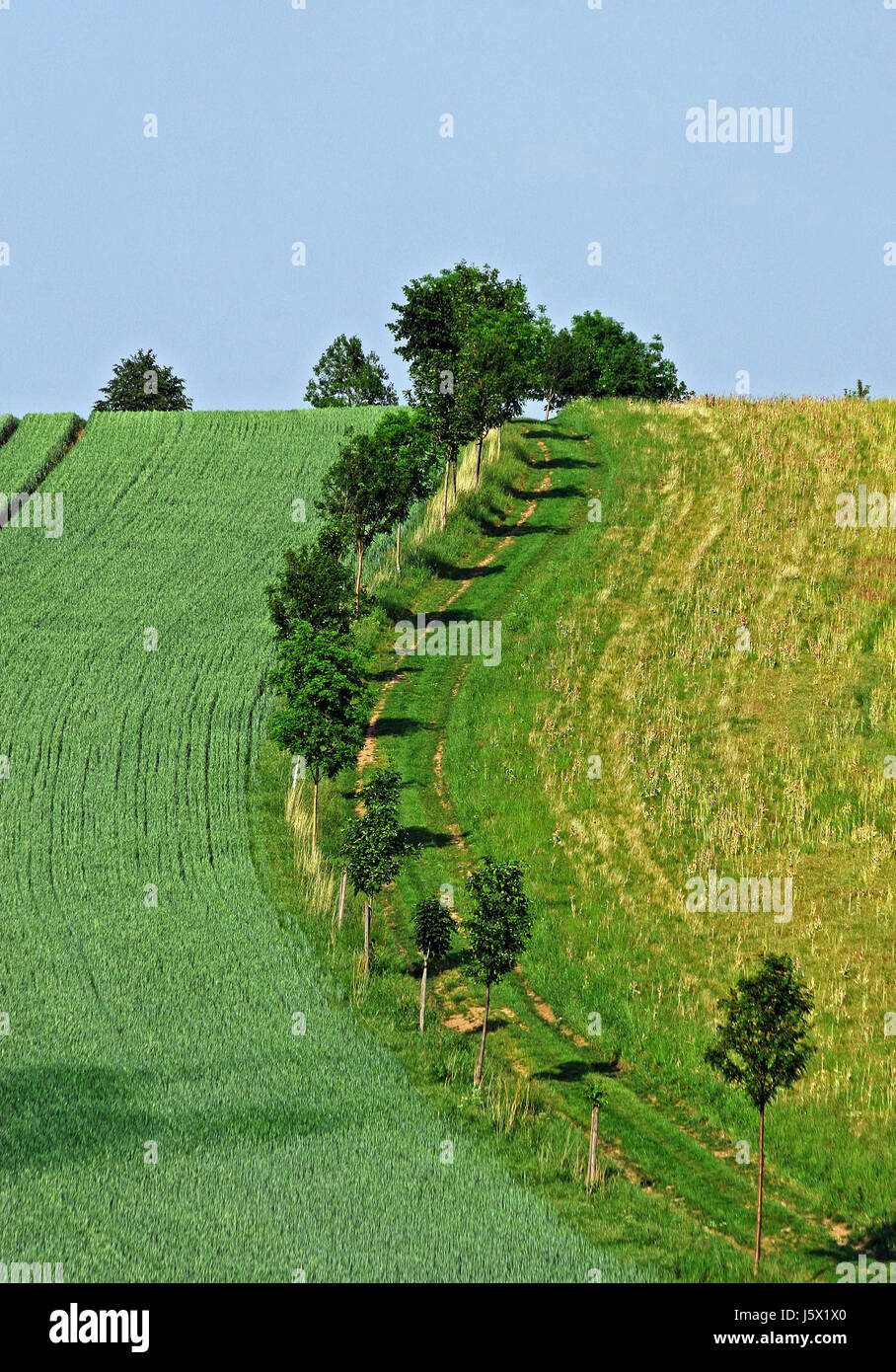 Steep hill grain field hi-res stock photography and images - Alamy