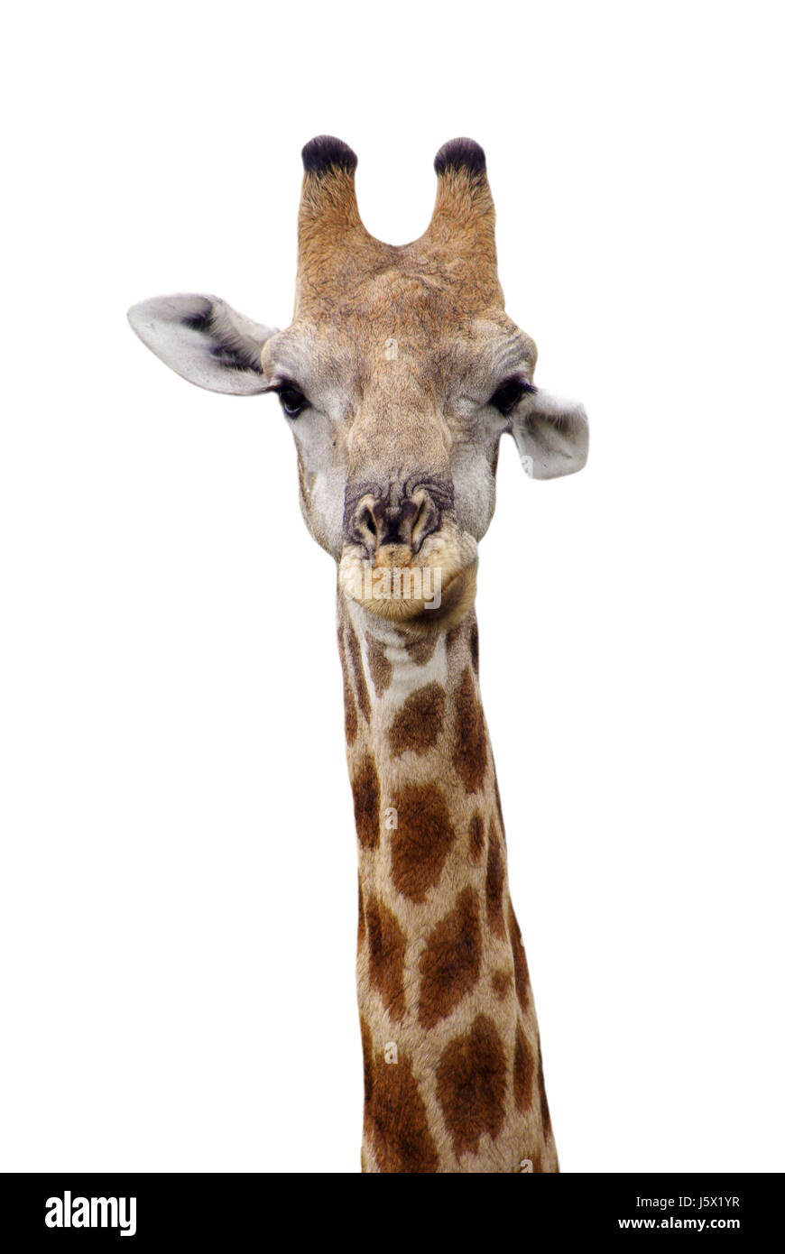 frontally giraffe design shaping formation shape model figure neck head ...