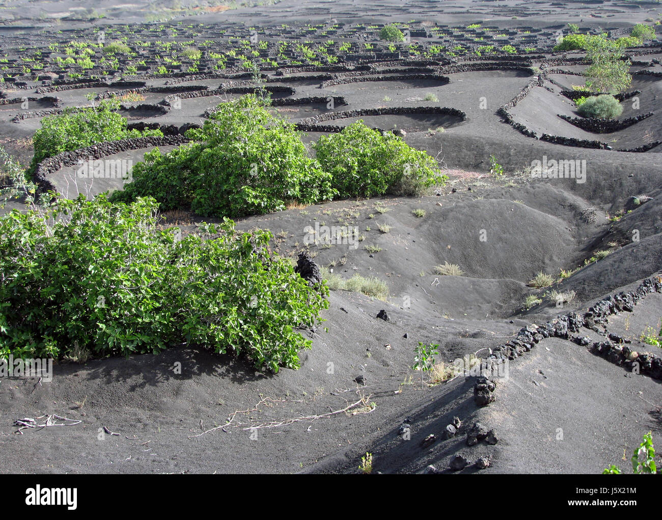 black swarthy jetblack deep black vines lava common grape vines vine ...