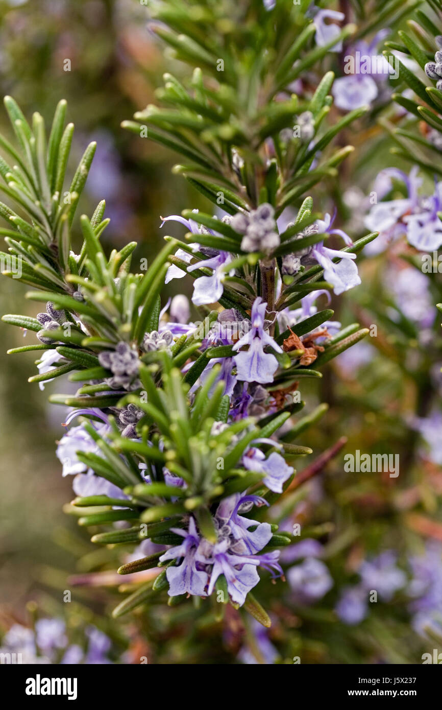 Romarin hi-res stock photography and images - Alamy