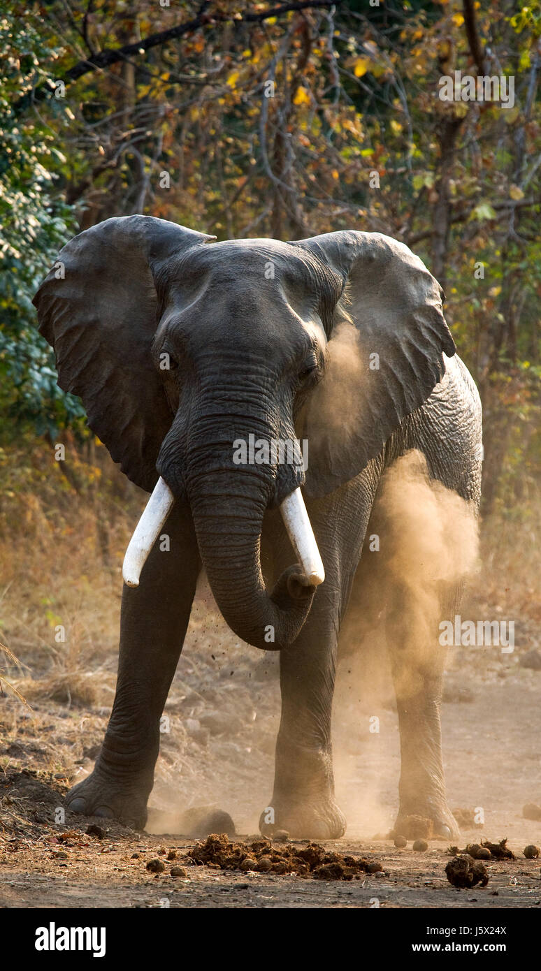 Angry Elephant