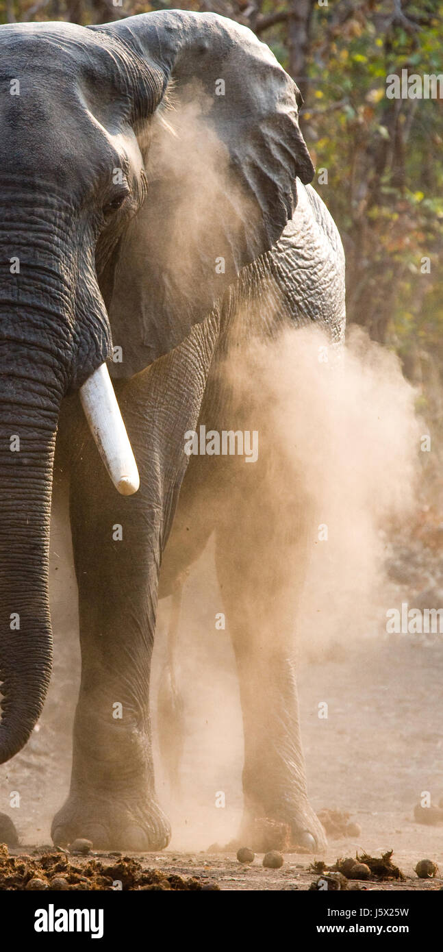 Angry elephant hi-res stock photography and images - Alamy