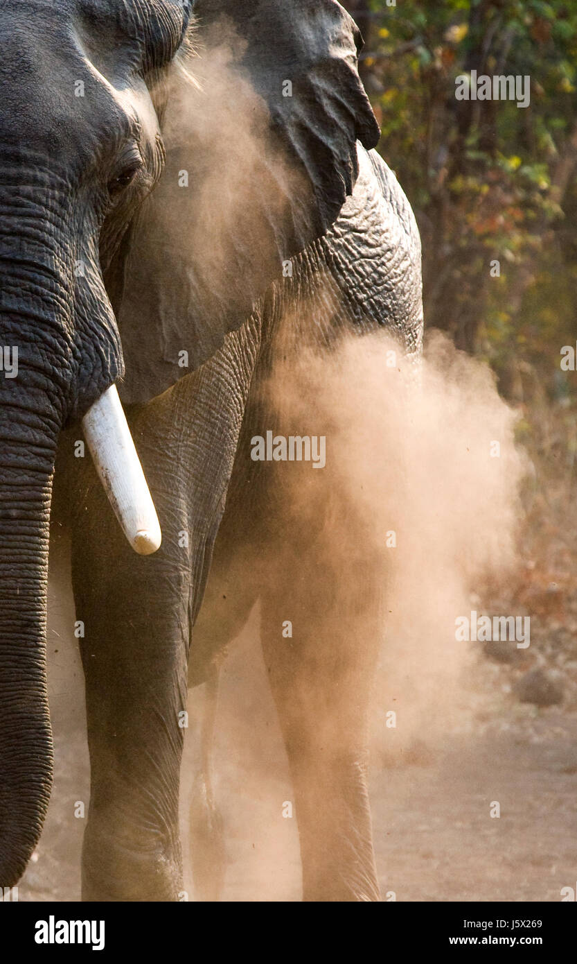 Angry elephant standing on the road. Zambia. South Luangwa National ...