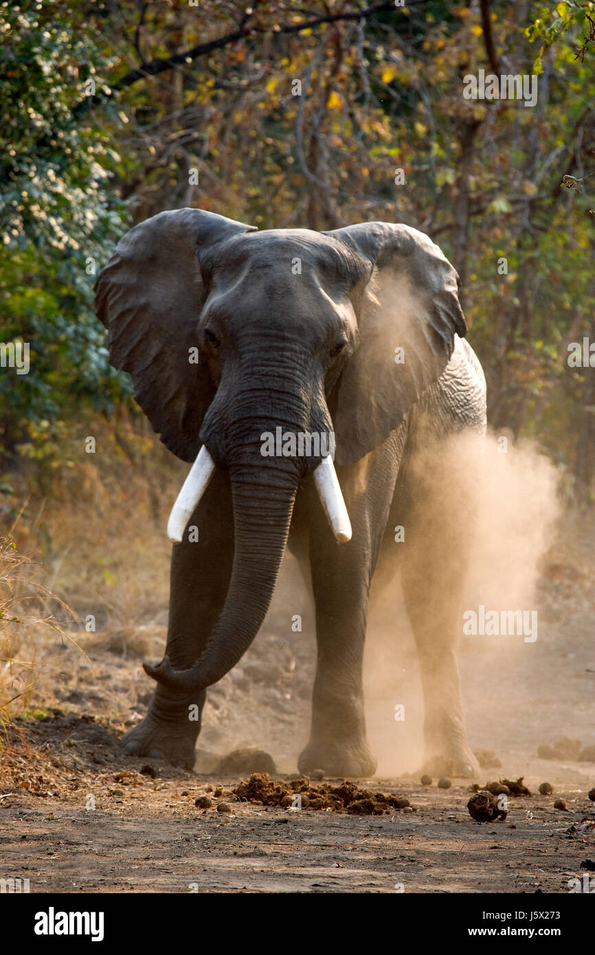 Angry elephant standing on the road. Zambia. South Luangwa National ...
