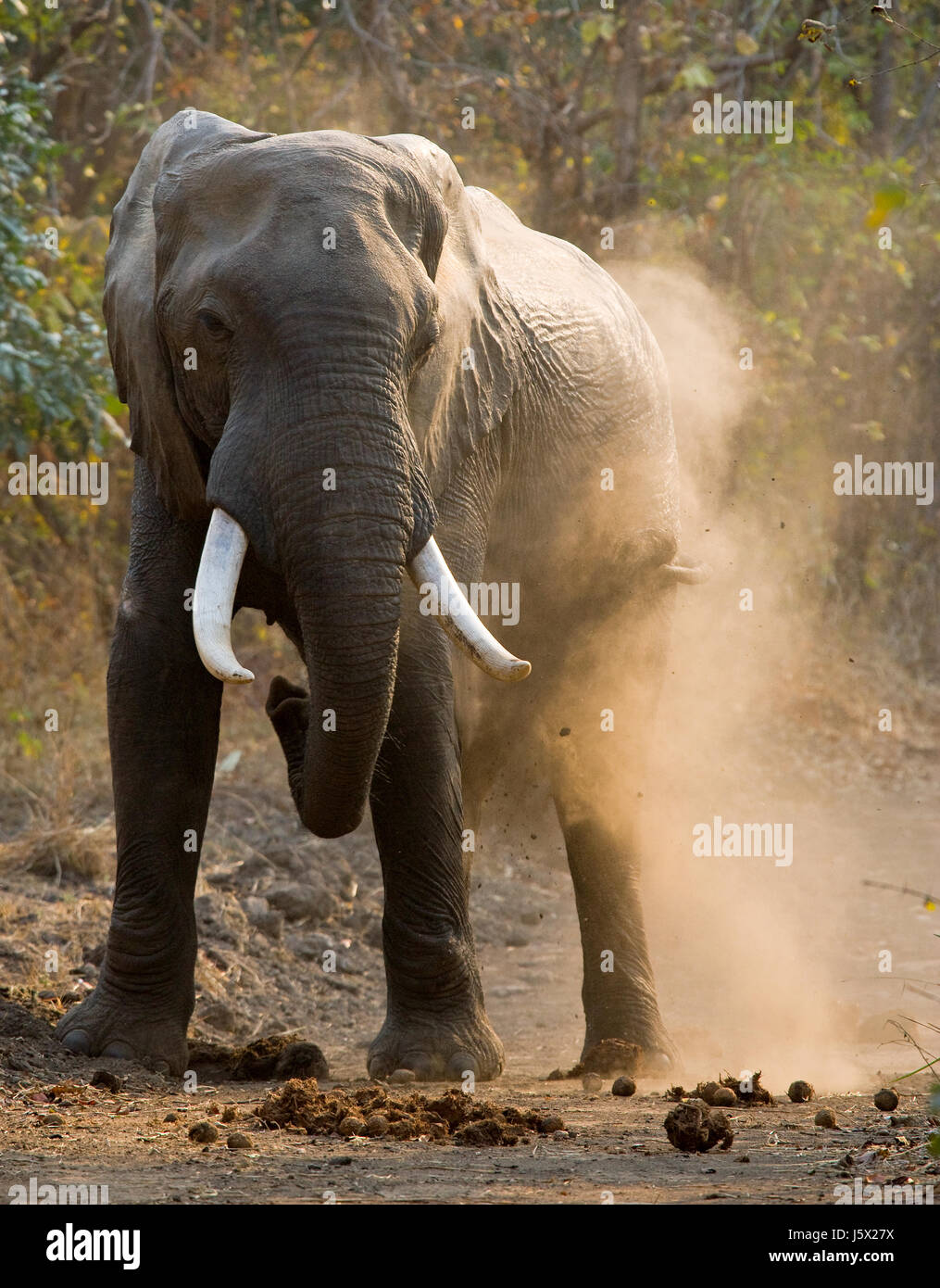 Angry elephant hi-res stock photography and images - Alamy
