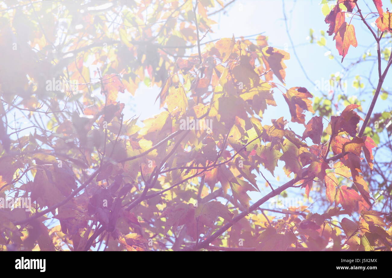 Florida Maple Tree (taken in autumn Stock Photo - Alamy