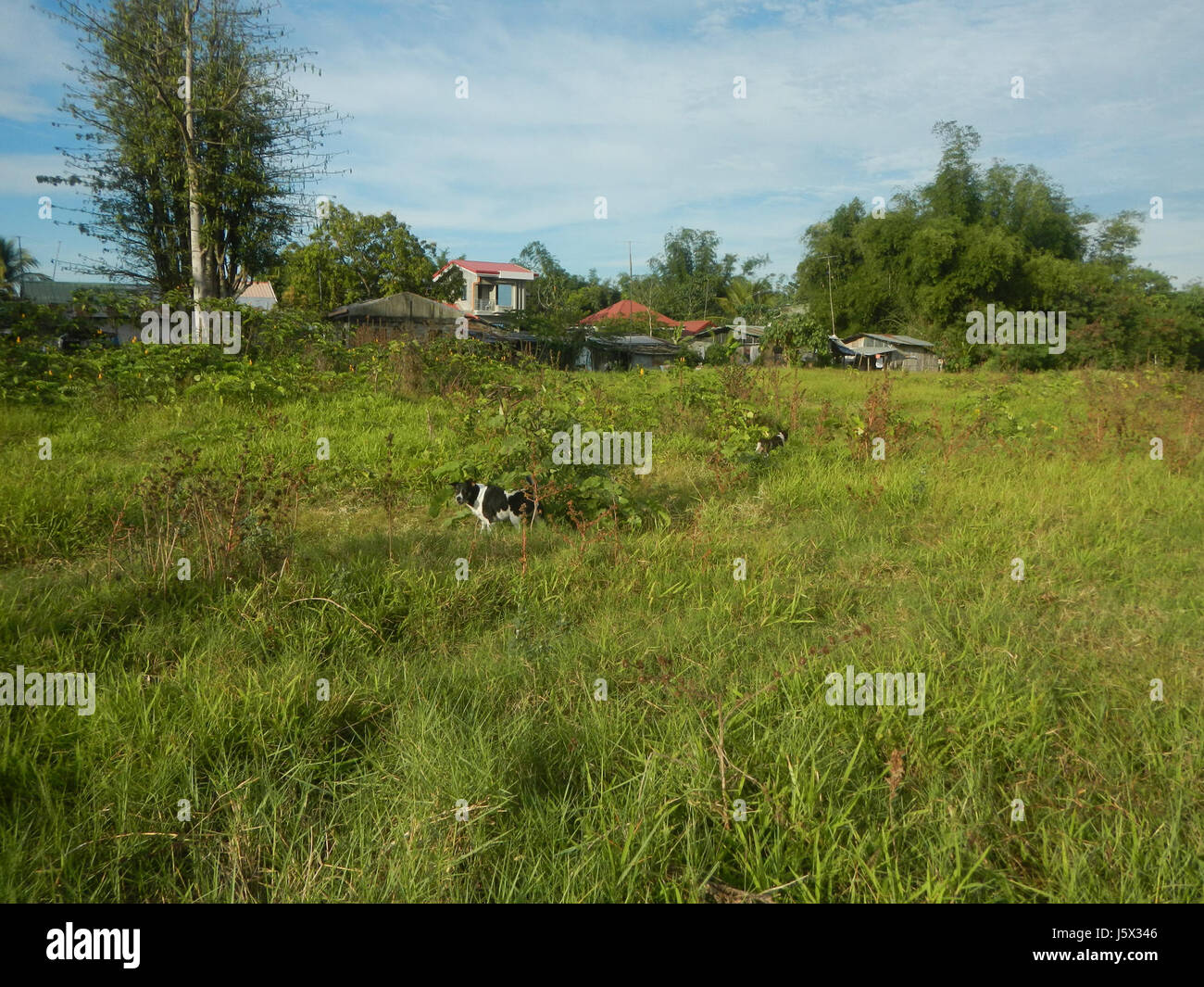 This image shows the paddy fields and grasslands in Sumacab Sur ...