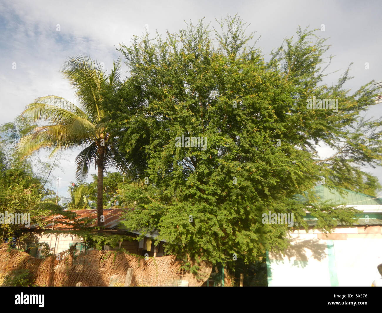 0503 Paddy fields Grasslands Sumacab Sur Norte, Cabanatuan City 20 ...