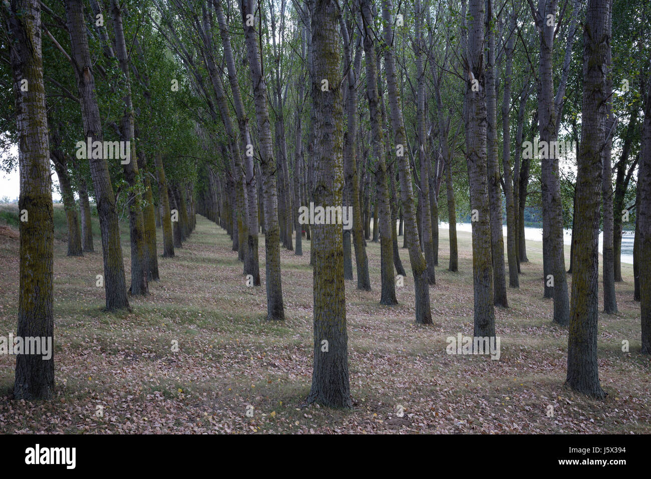 Tree-planting of poplars. Can will use as a background for wall paper ...