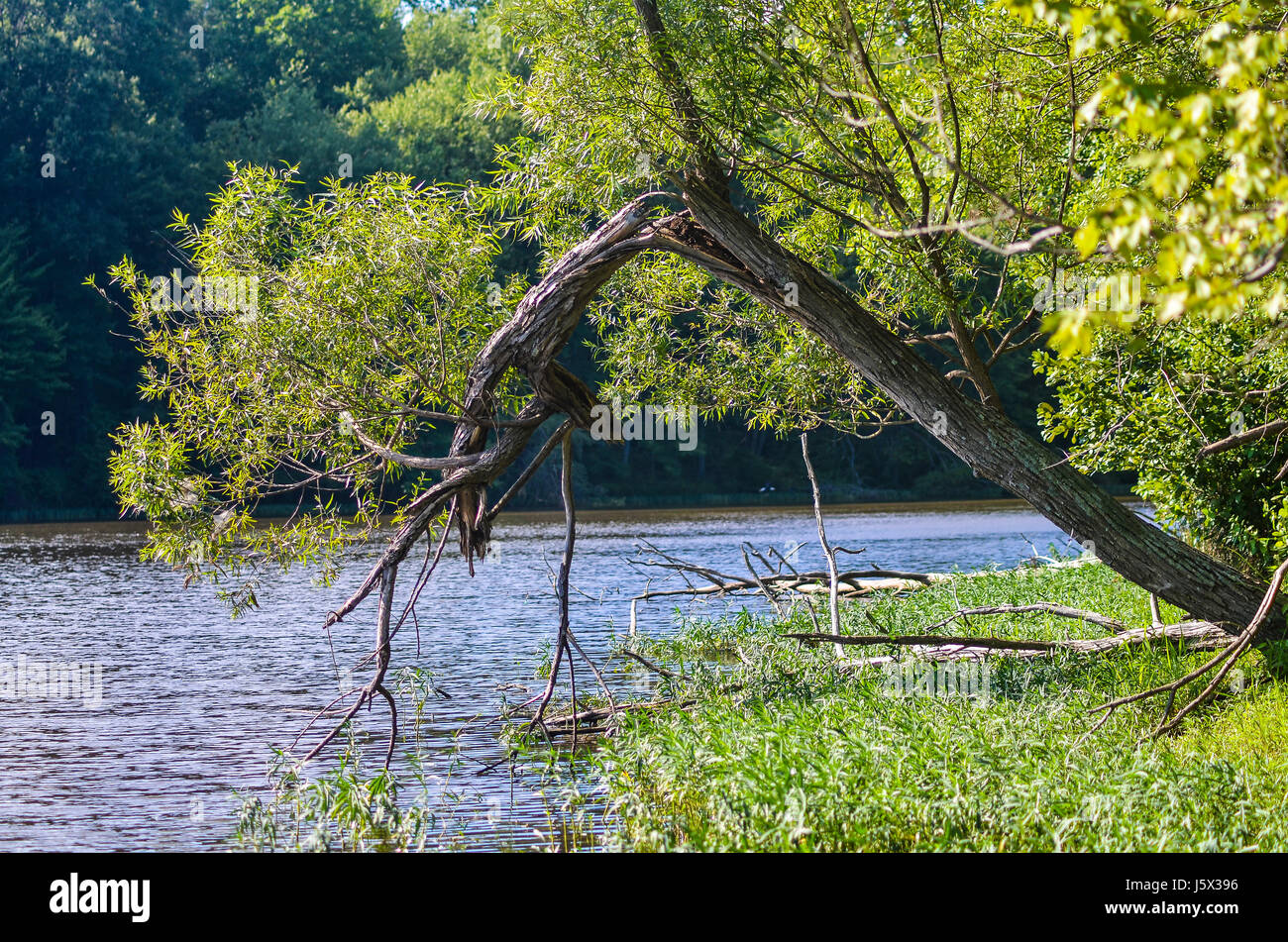 Broken tree hanging above water in lake during summer Stock Photo - Alamy