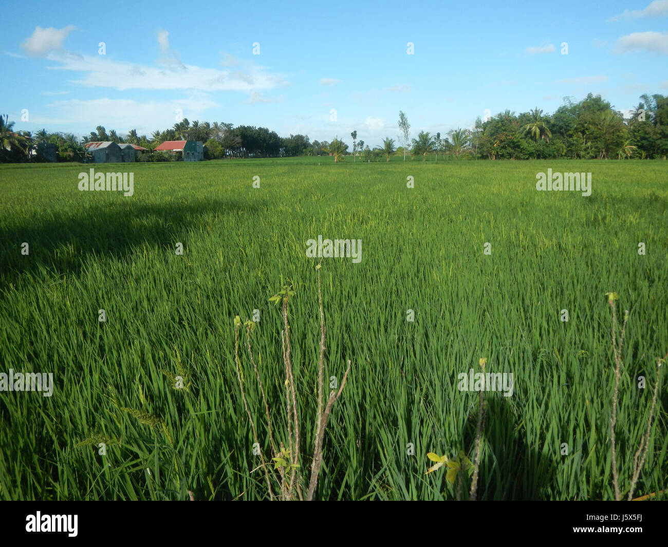 02404 Barangays Mangino Santa Cruz Subdivision Gapan Nueva Ecija Roads ...