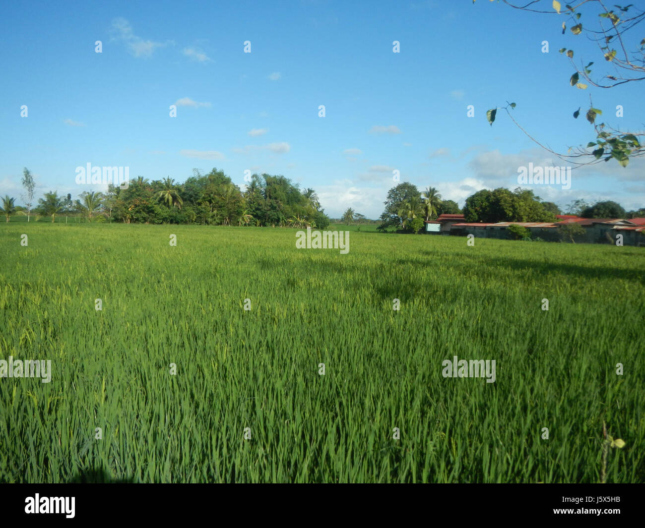 Mangino hi-res stock photography and images - Alamy
