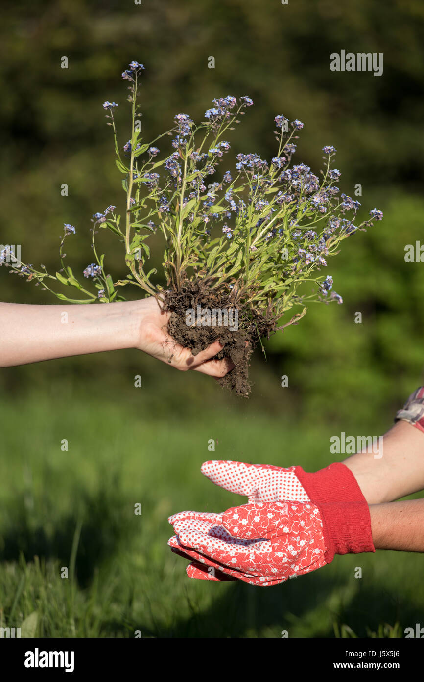 Gardeners hands planting flowers in the garden Stock Photo - Alamy