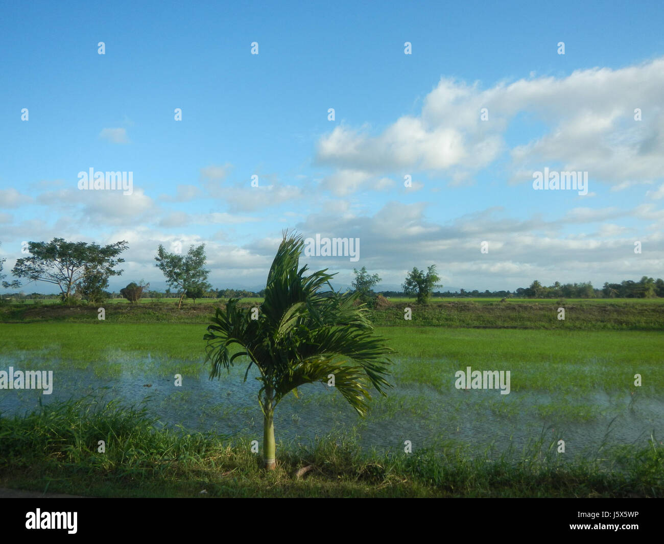 This image depicts the rural landscape along Balante Boulevard in Gapan ...