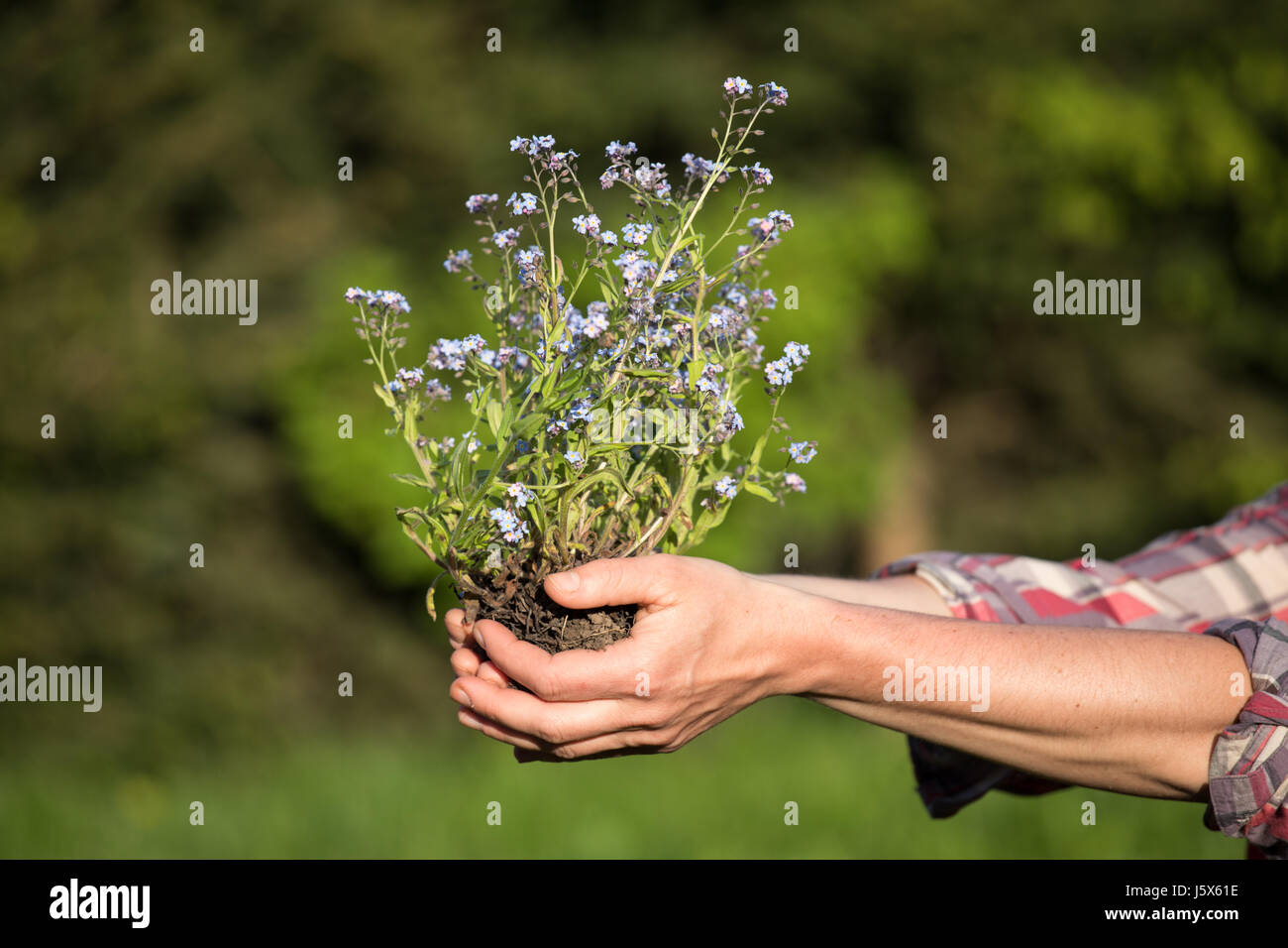 Gardeners hands planting flowers in the garden Stock Photo - Alamy