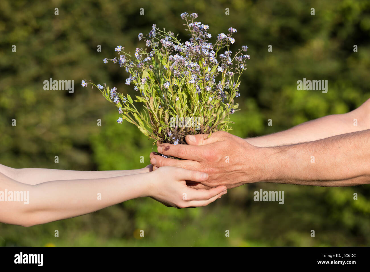 Gardeners hands planting flowers in the garden Stock Photo - Alamy
