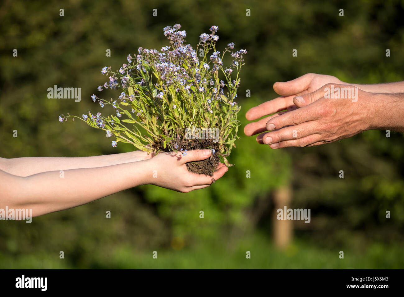 Gardeners hands planting flowers in the garden Stock Photo - Alamy