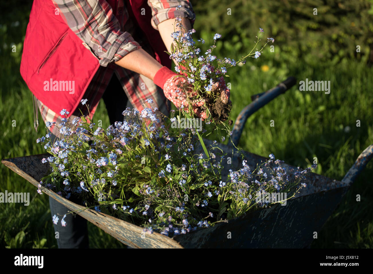 Gardeners hands planting flowers in the garden Stock Photo - Alamy
