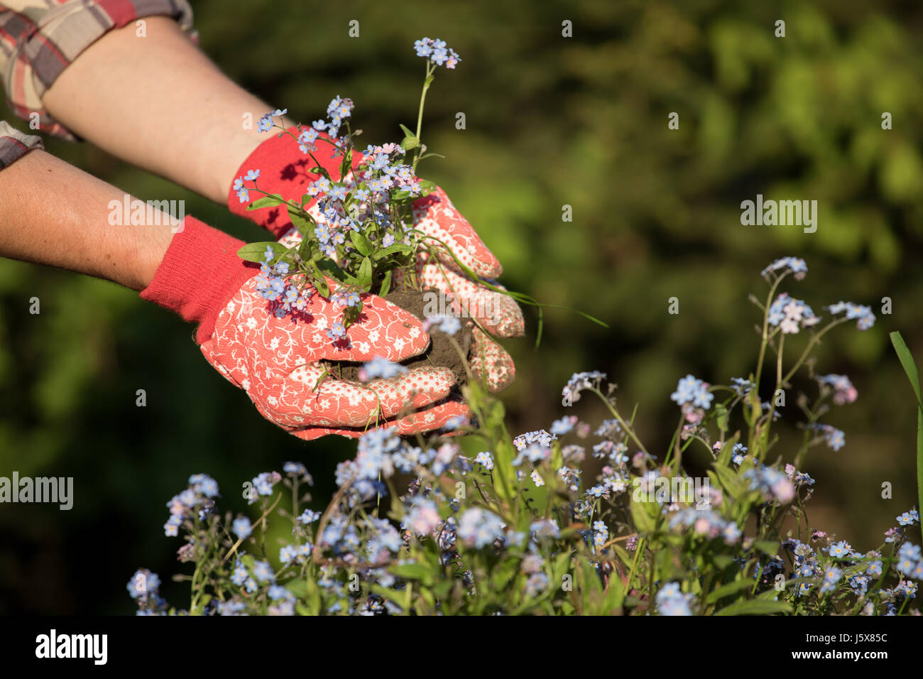 Gardeners hands planting flowers in the garden Stock Photo - Alamy