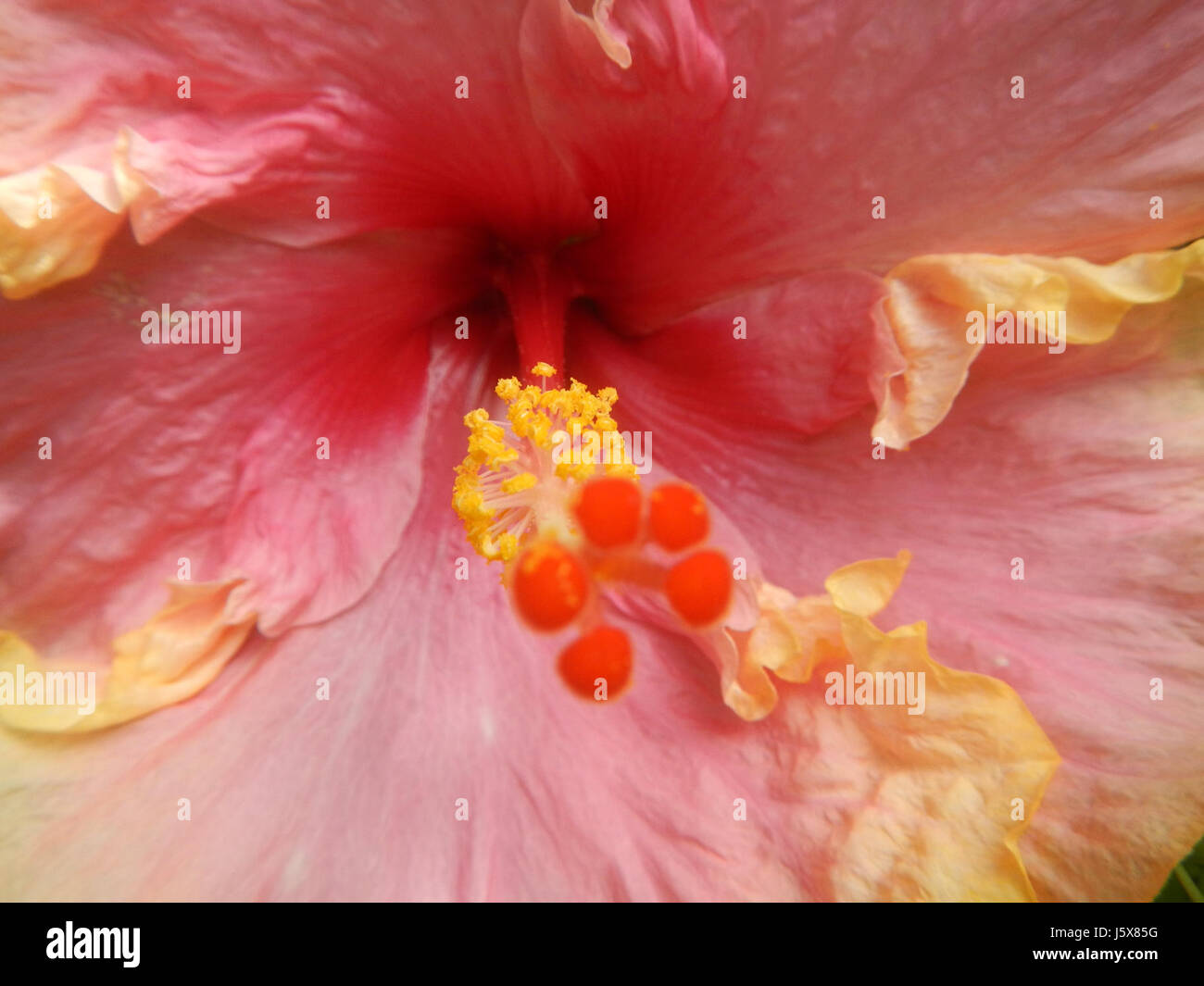 Hibiscus rosa-sinensis, a species native to the Philippines, is a ...