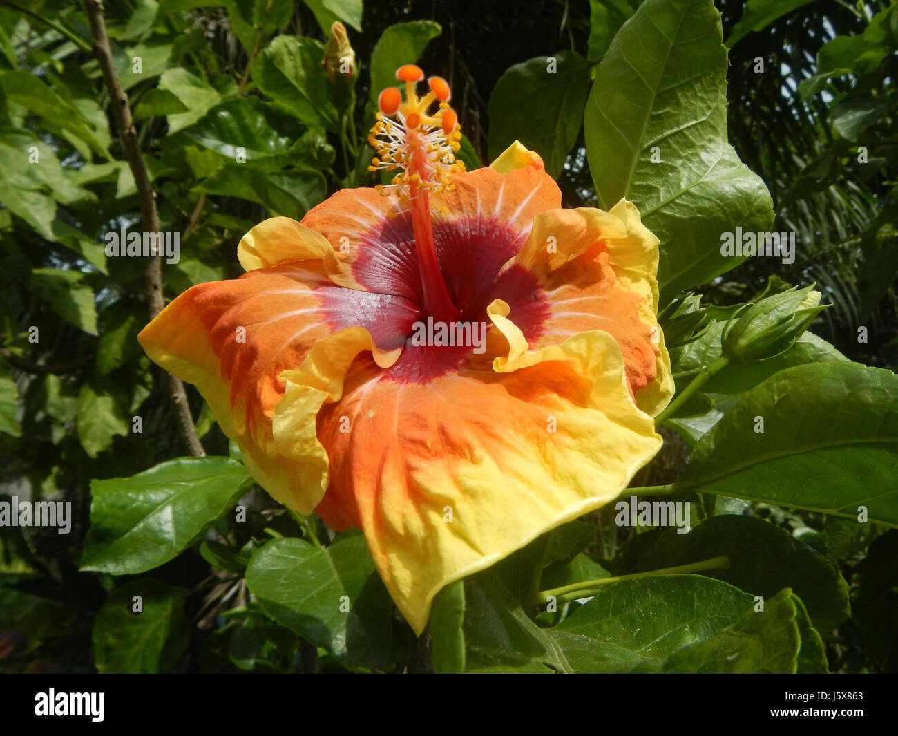Hibiscus rosa-sinensis, commonly known as the Chinese hibiscus, is a ...