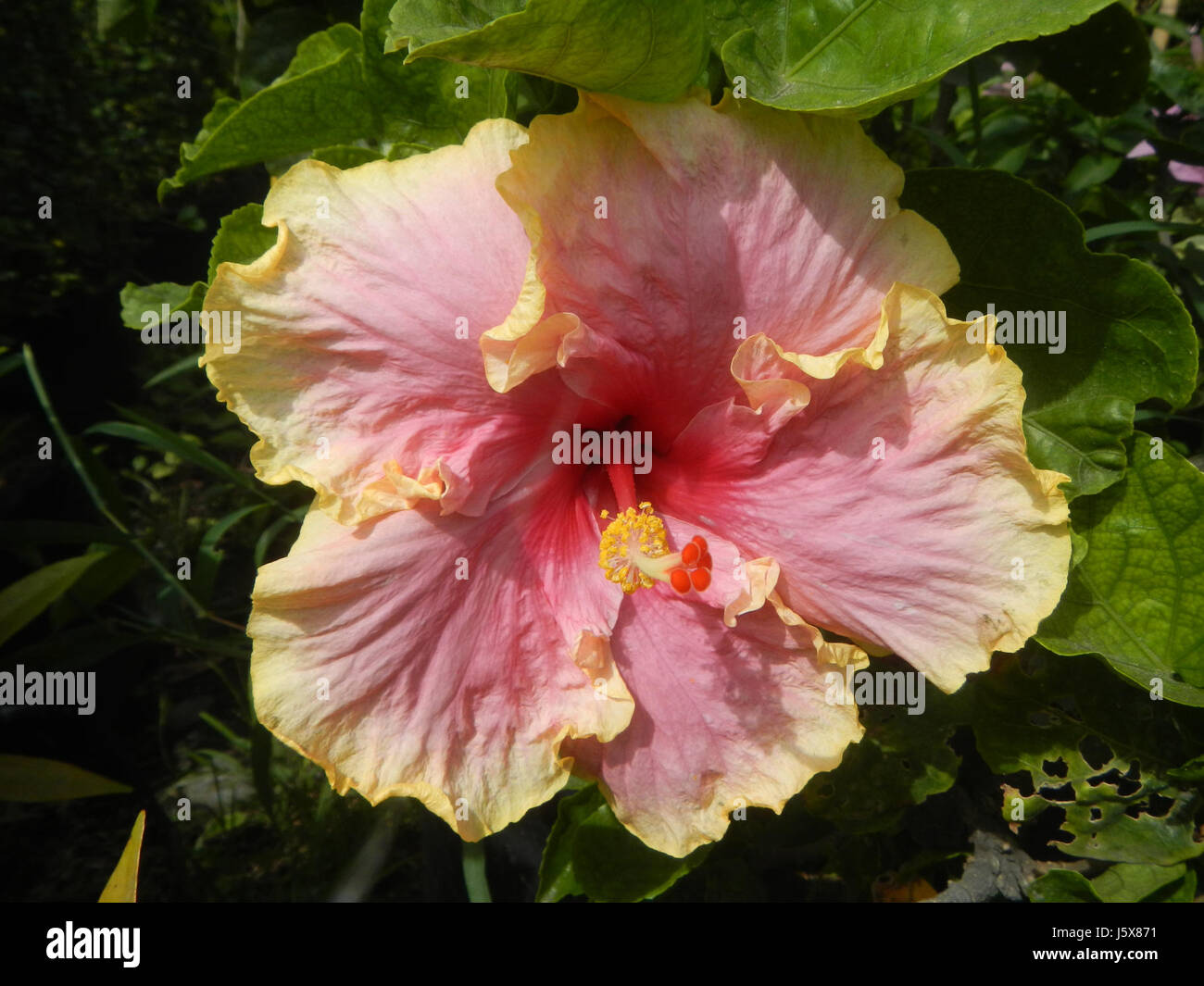 This image showcases a specimen of Hibiscus rosa-sinensis, commonly ...