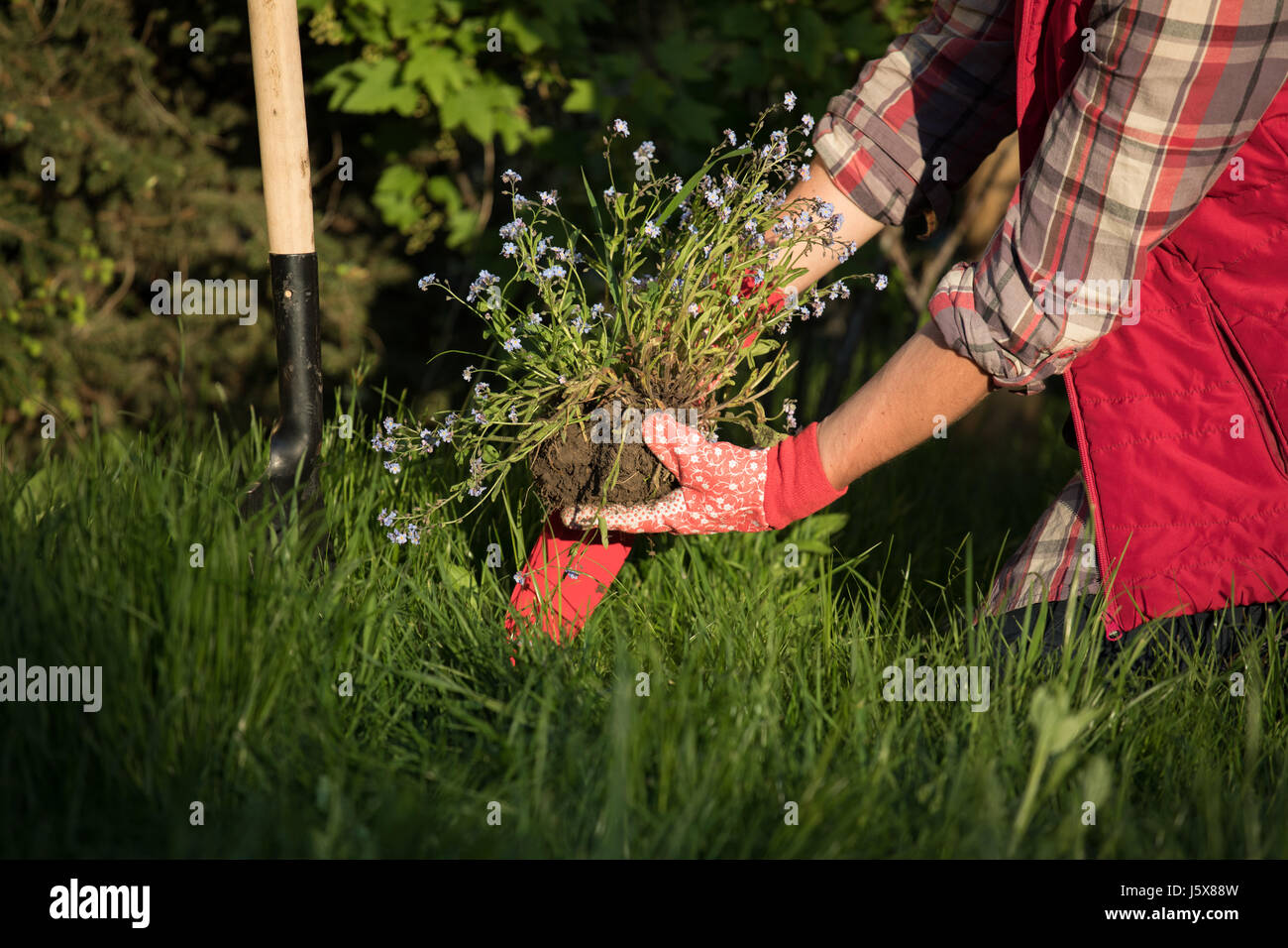 Gardeners hands planting flowers in the garden Stock Photo - Alamy