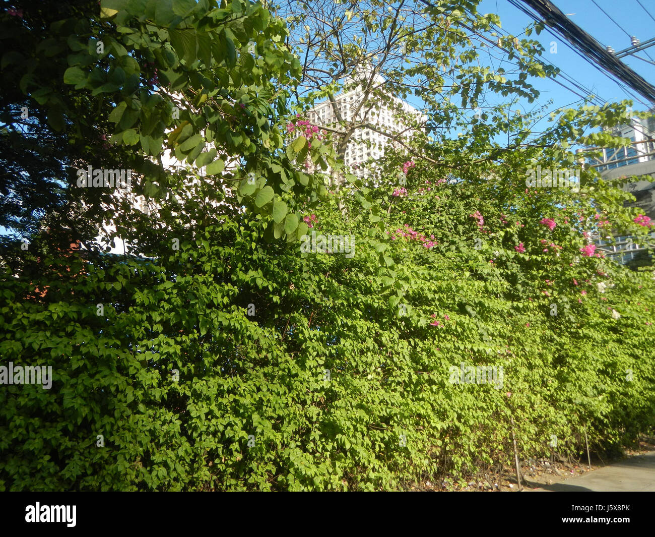 This image of Bagumbayan Libis in Eastwood City, Quezon City, showcases ...